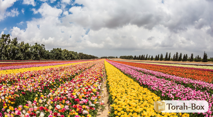 Postscriptum de Pourim... Bienvenue Nissan