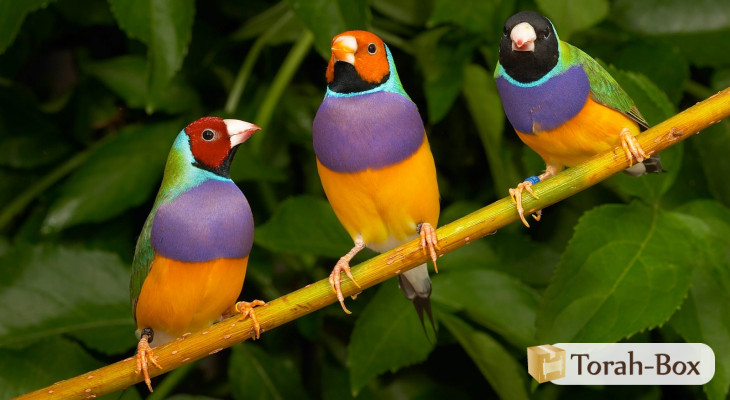 Metsora - Le silence, une solution au Lachone Hara