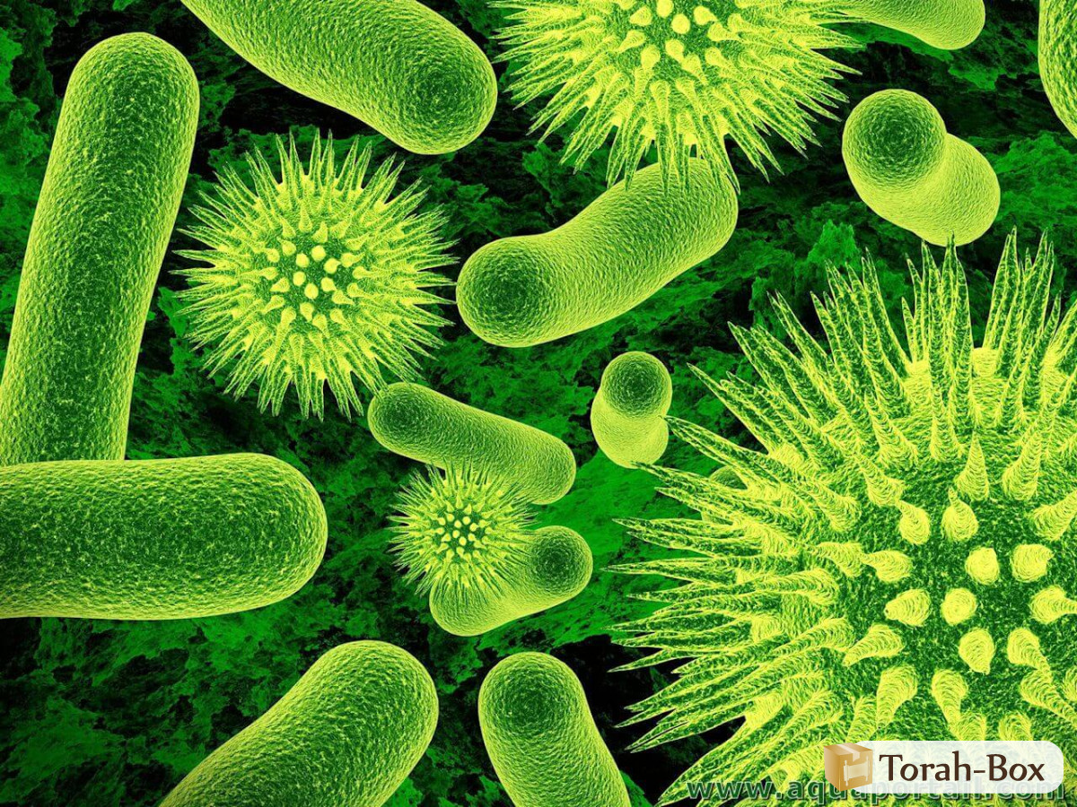 La naissance d’une bactérie artificielle