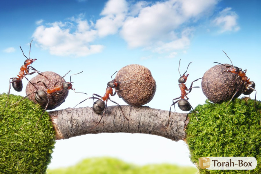 Les fourmis agricoles, une merveille d'Hachem