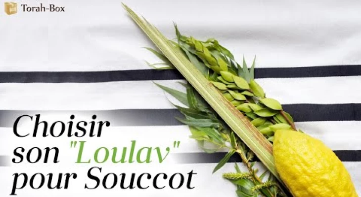 Choisir son Loulav pour Souccot