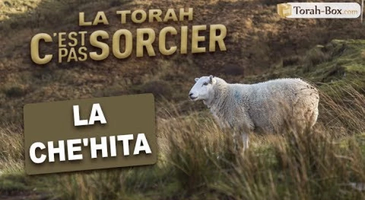 La Torah, c'est pas sorcier : LA CHÉ'HITA (viande Cachère)